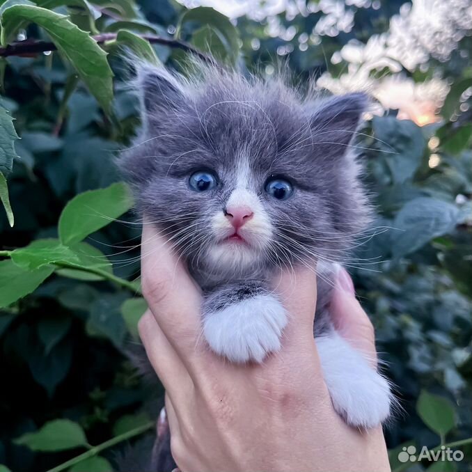 Маленький котеночек мальчик Томас (1 мес)