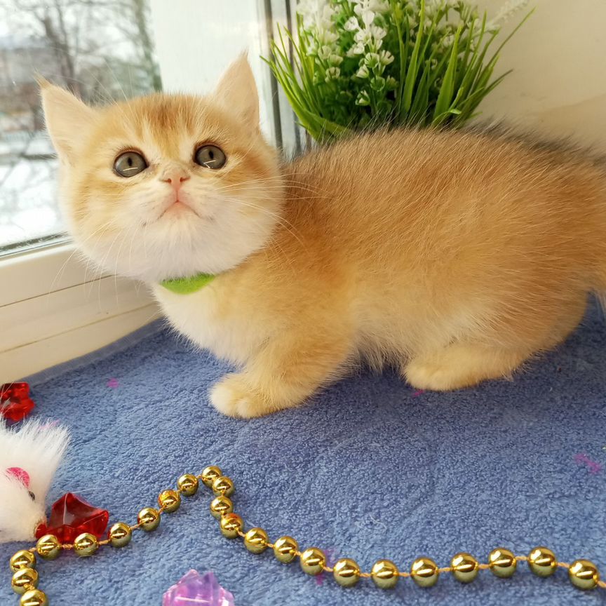 Британские котята Золотая шиншилла