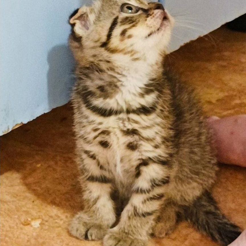 Вислоухие котята