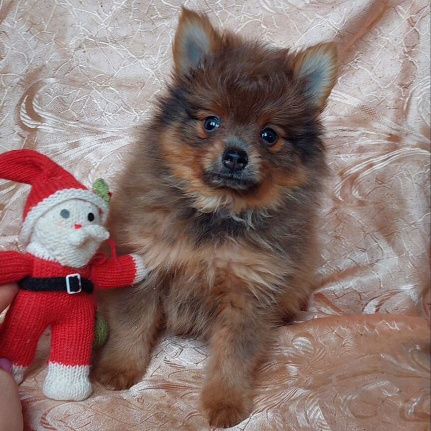 Малыш шпица