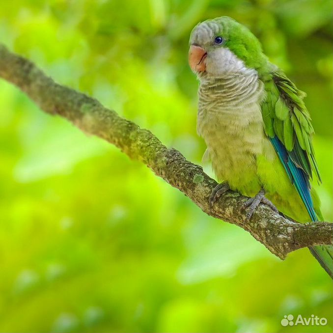 Калита Монах зелёный