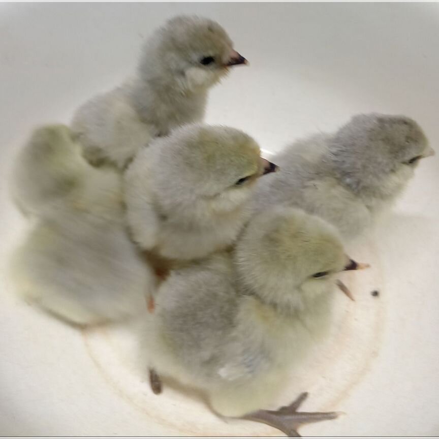 Цыплята суточные Амераукано лаванда
