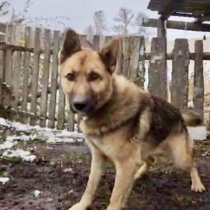 Нужен дом овчароидному псу с Алтая