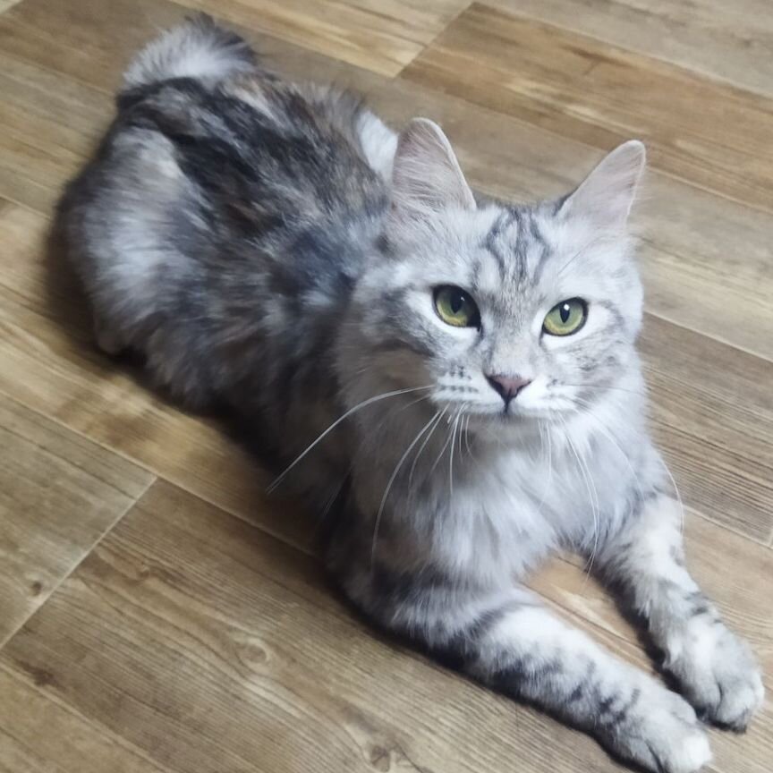 Курильский бобтейл длинношёрстный, взрослая кошка