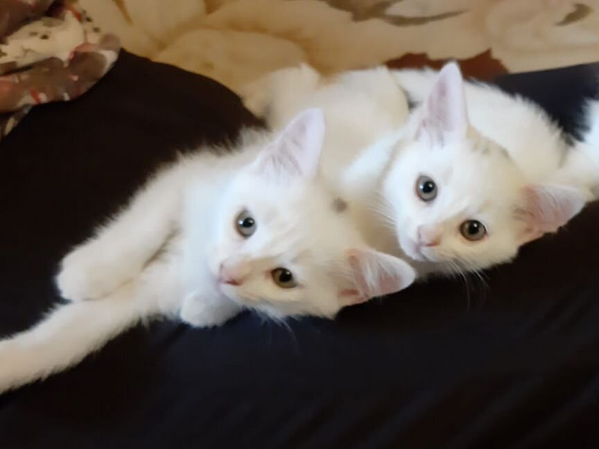 Котята турецкой ангоры