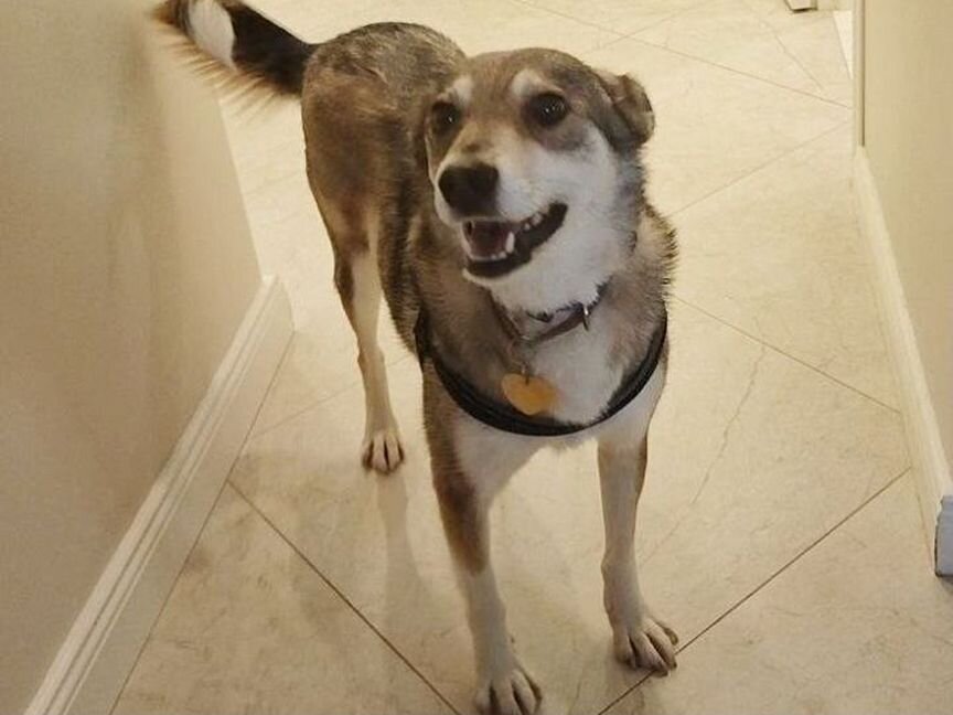 Не большая собачка для души