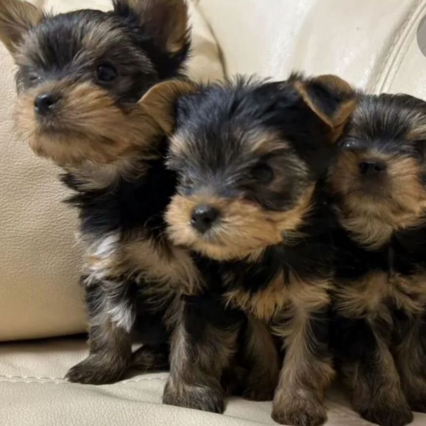 Йоркширский терьер, щенок