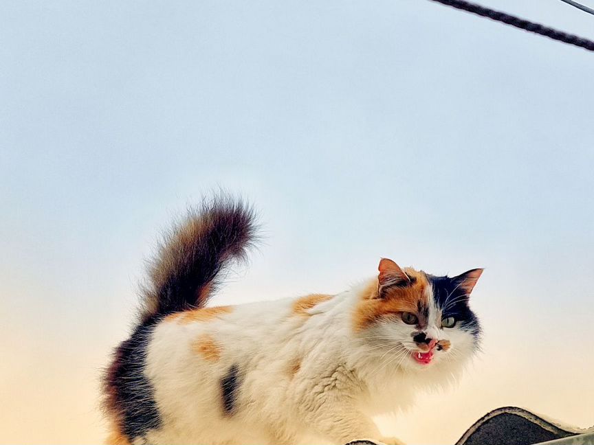 Трехцветная кошечка на удачу
