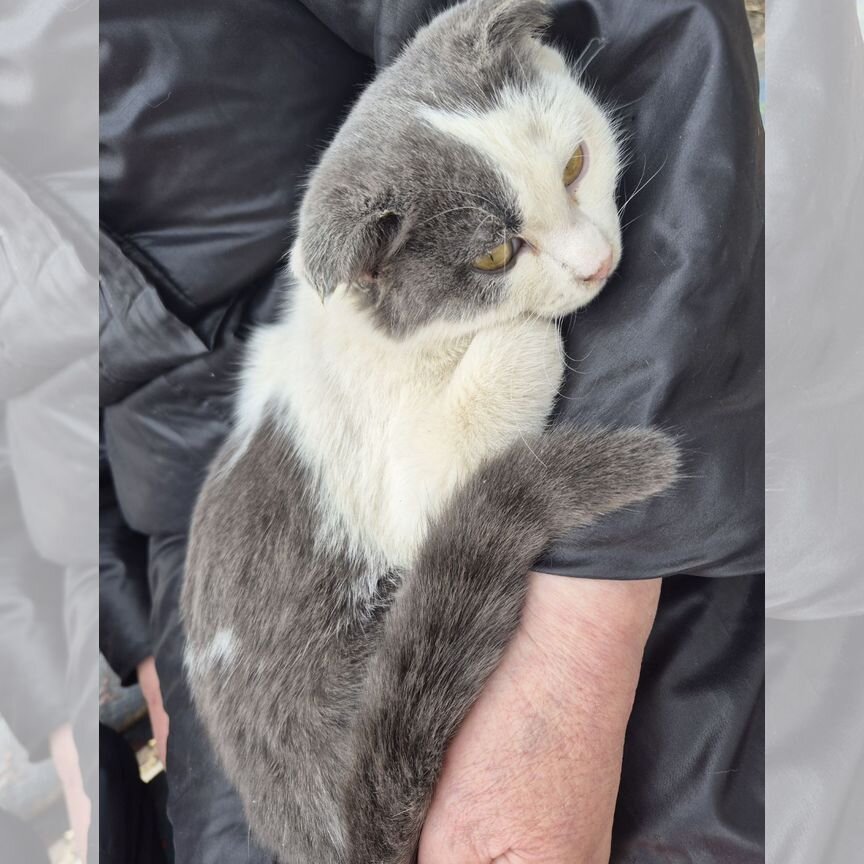 Шотландский вислоухий короткошёрстный котёнок