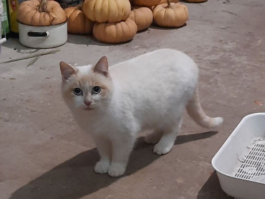 Котенок в добрые руки