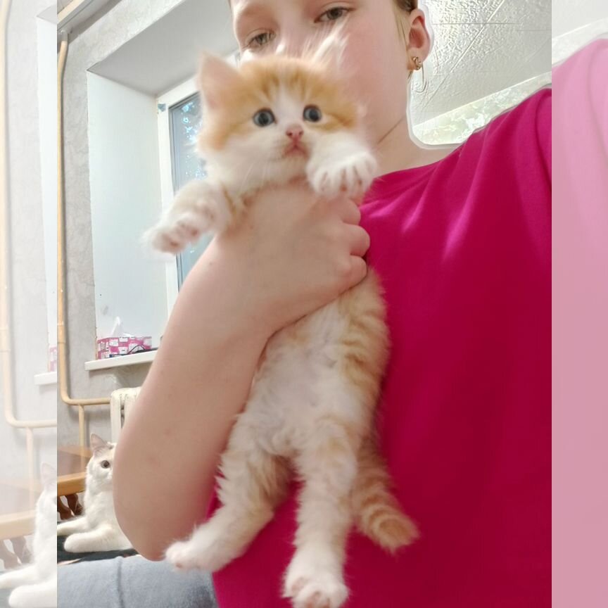 Котёнок в добрые руки