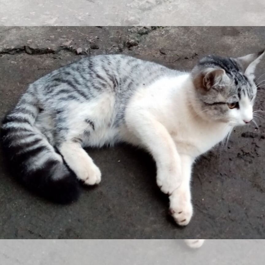 Котёнок в добрые руки