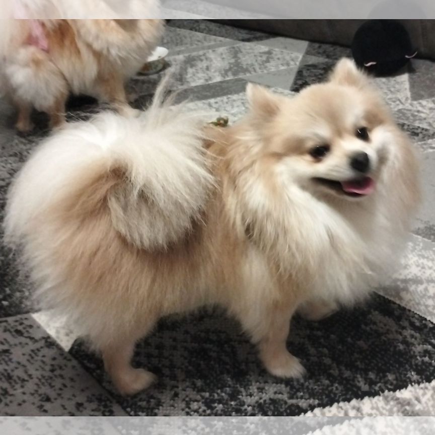 Ищем невесту