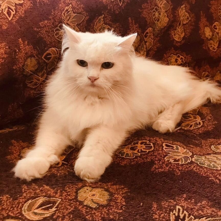 Ангорская красавица