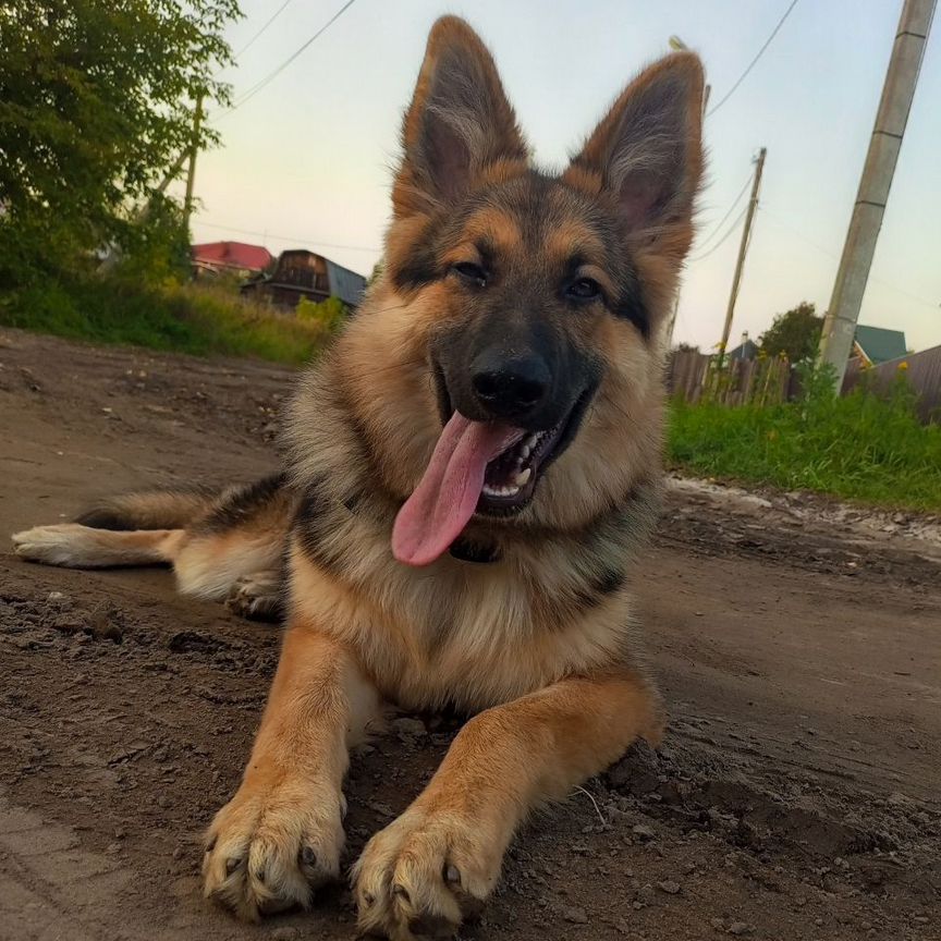Немецкая овчарка