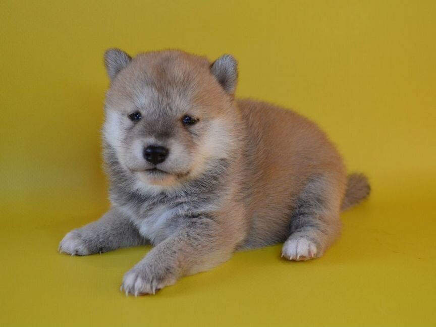 Щенки сиба шиба ину