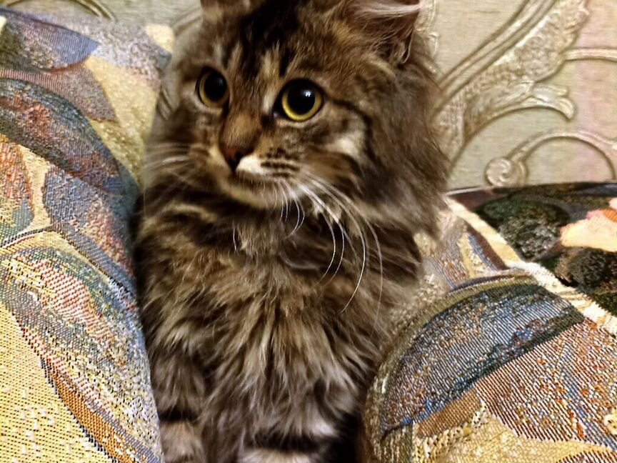 Крошка Тосенька