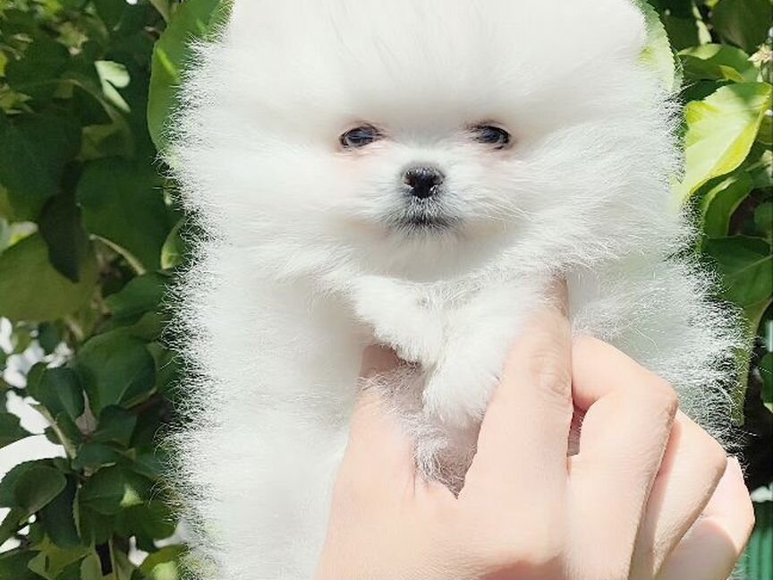 Померанский шпиц мини