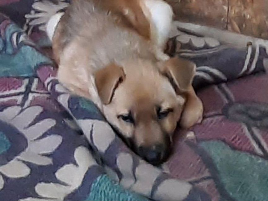 Щенок в добрые руки бесплатно