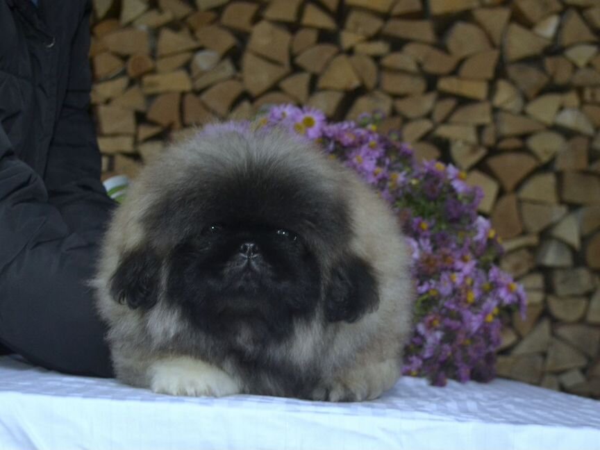 Шикарный парень пекинес 3 мес