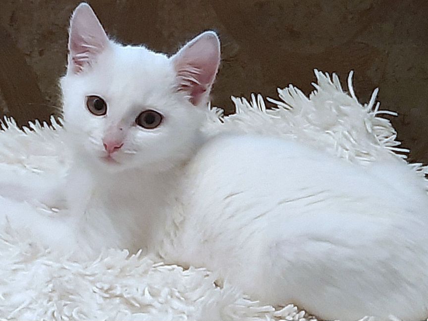 Белый котёнок мальчик