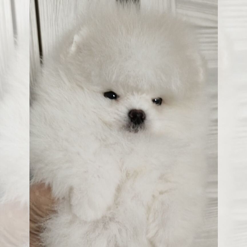 Померанский шпиц, щенок