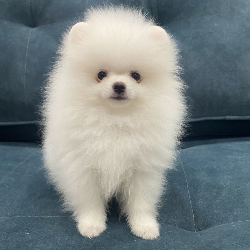 Померанский шпиц, щенок