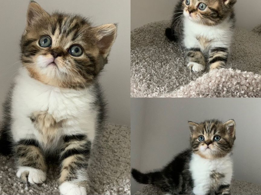 Шотландская кошечка