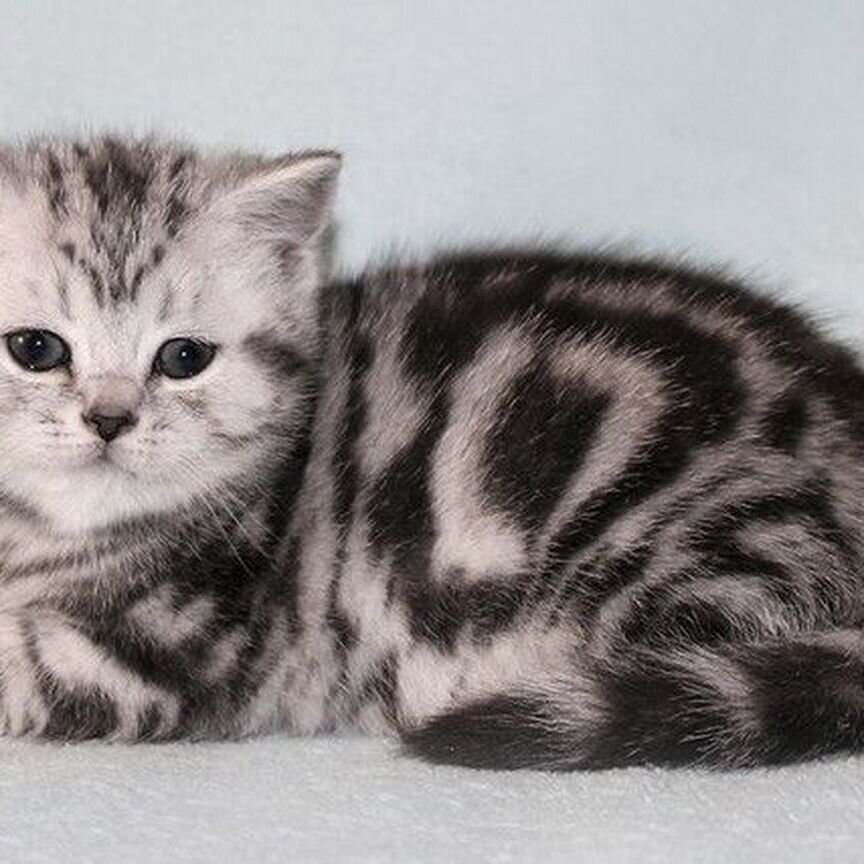 Британские котята