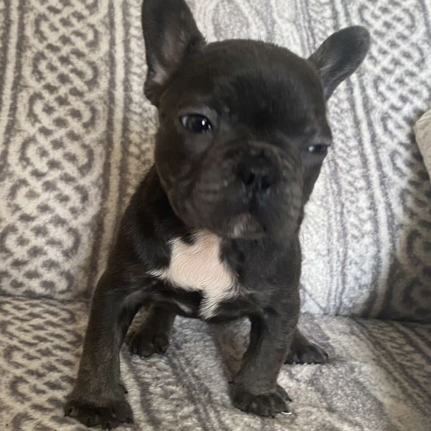 Французский бульдог, щенок