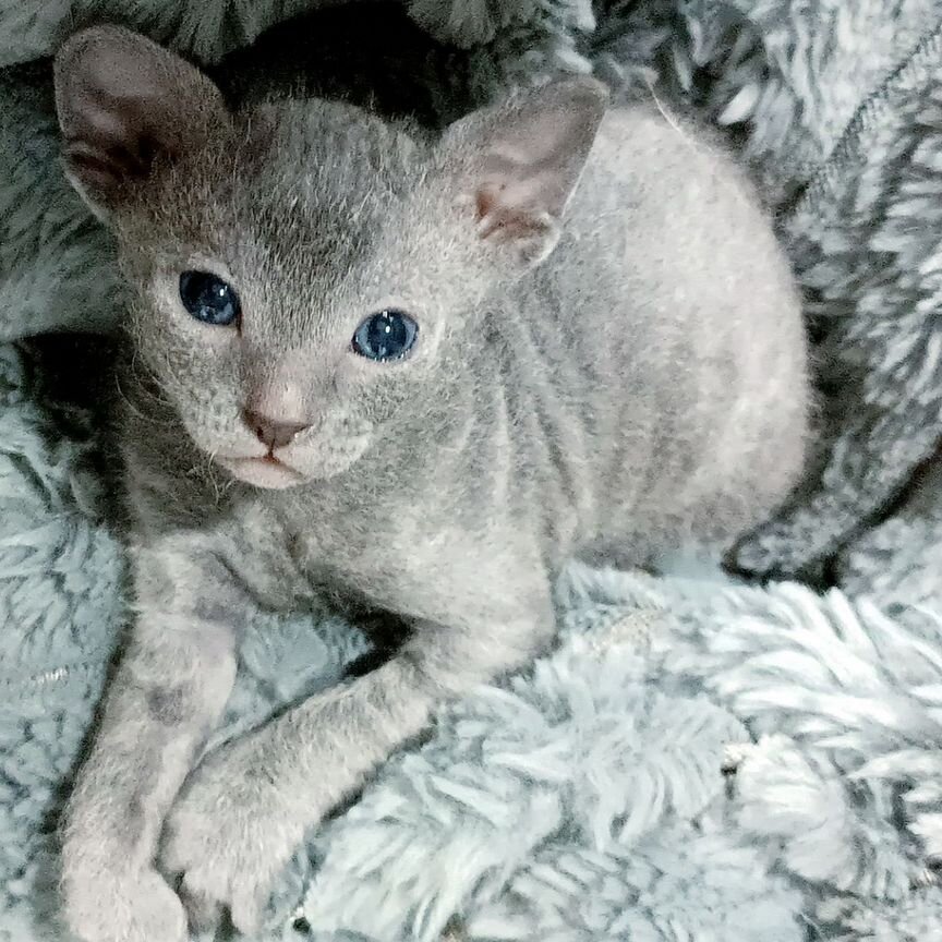 Сфинкс браш