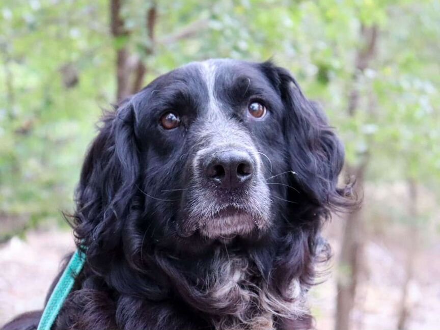 Русский спаниель