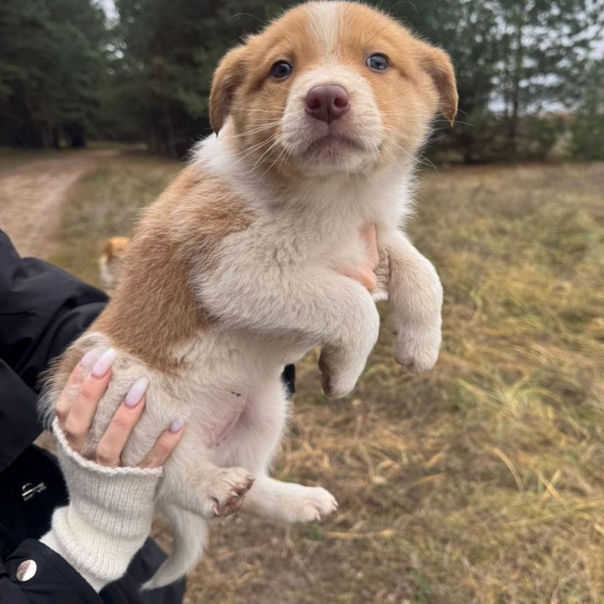 Щенок в добрые руки