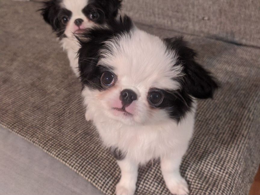 Щенки японский хин