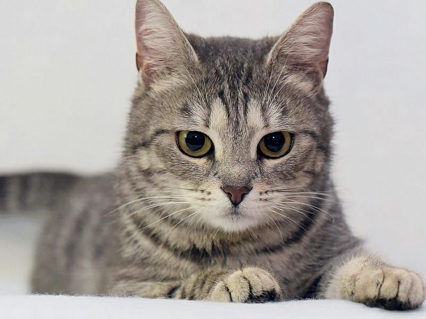 Кошечка Софико ищет дом