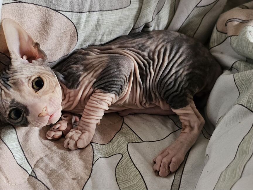 Донской сфинкс котенок