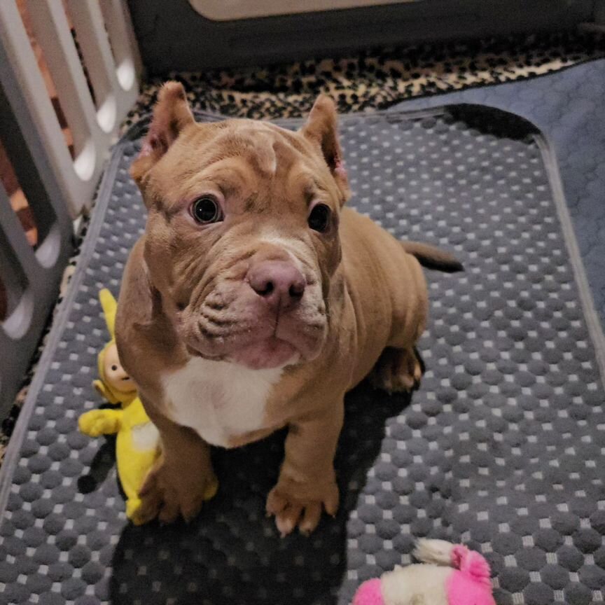 Американский булли. Пацан и девульки