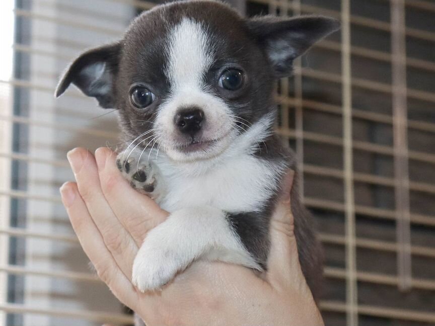 Ориончик. Красавчик чихуа с видео и доставкой