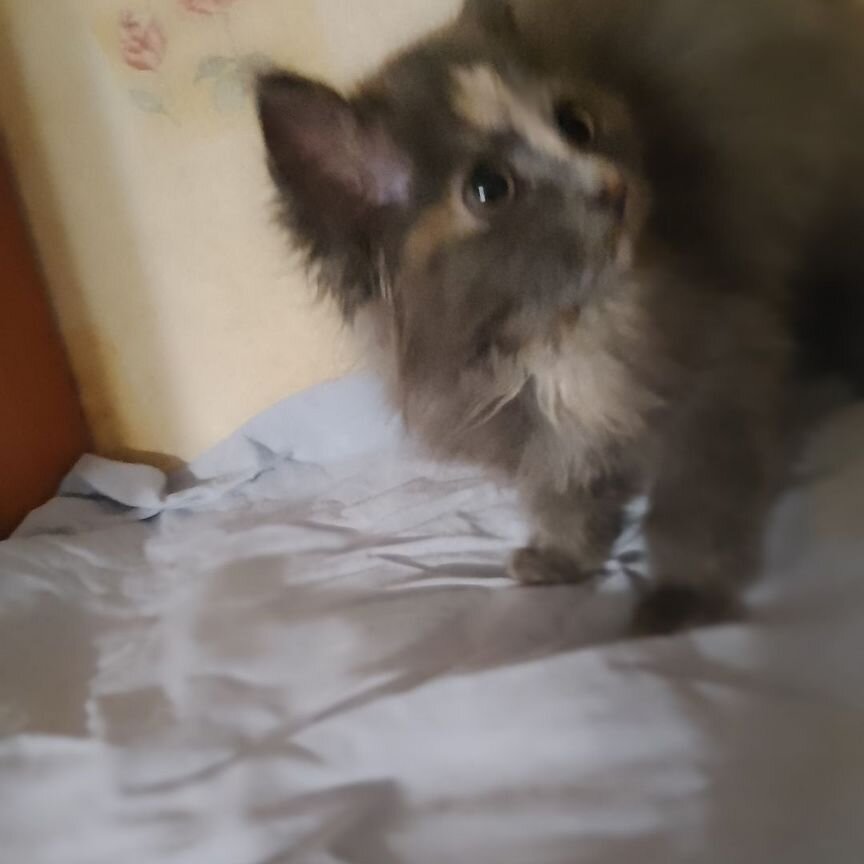 Сибирячка Голубая с кремовым