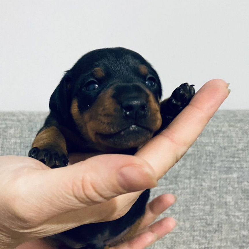 Щенки цвергпинчера