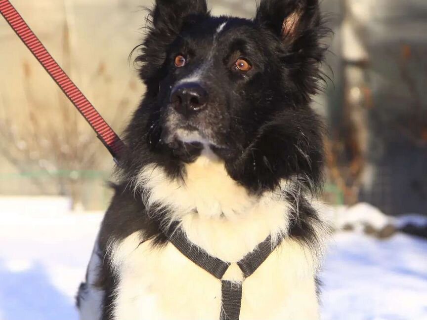 Портос