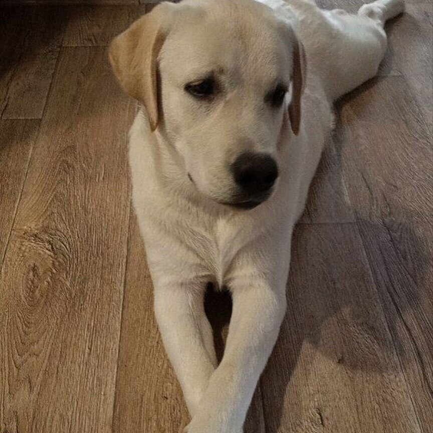 Собака зовут Рэй