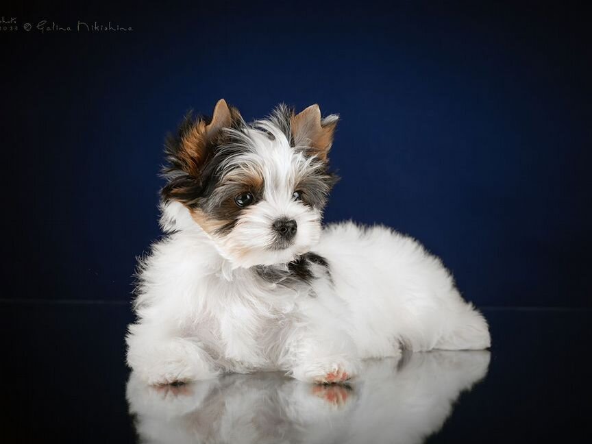 Красавчики Биверы в Москве