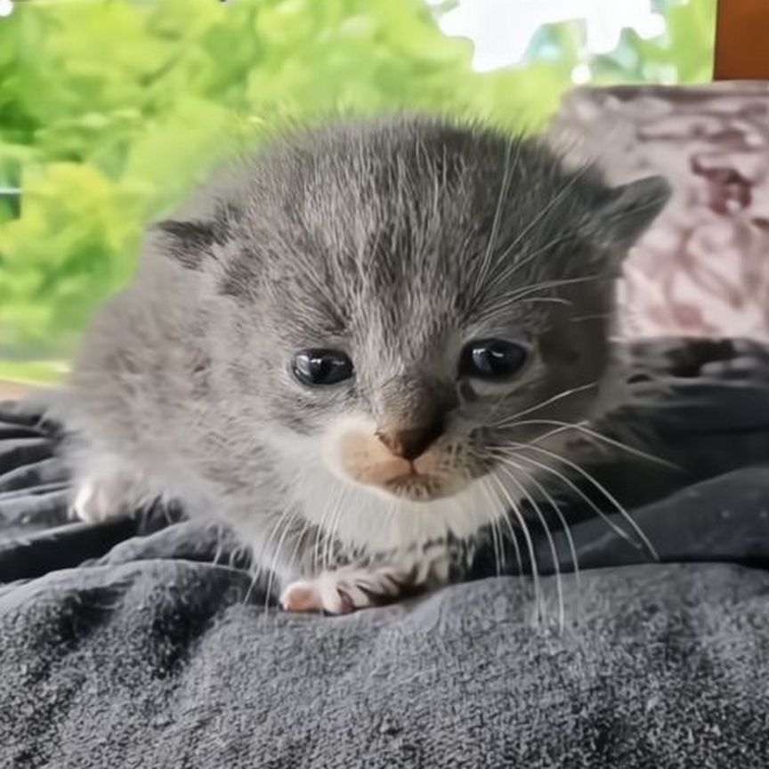 Котёнок в добрые руки