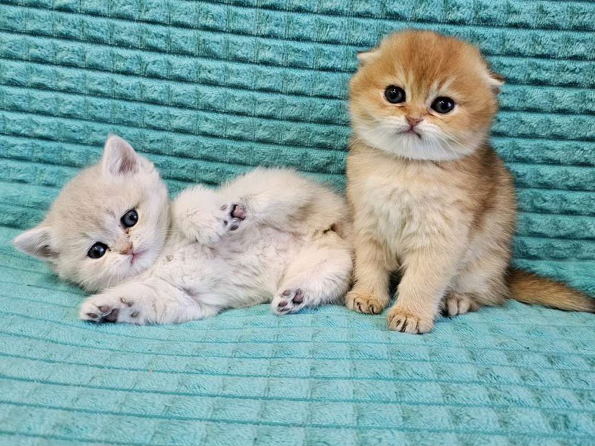 Шотландские