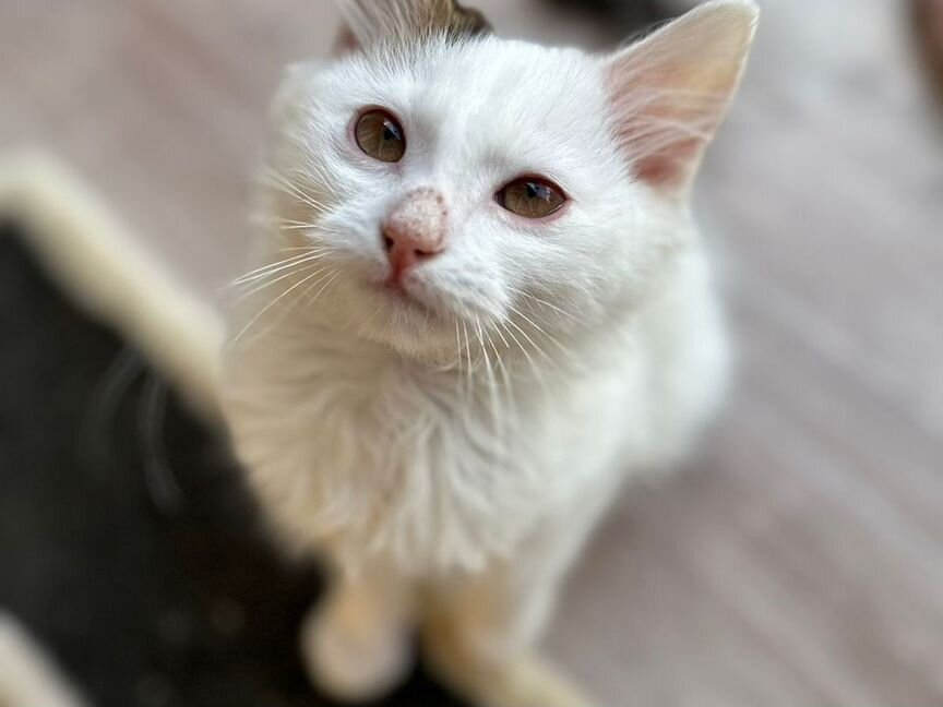 Грустный котёнок Каспер. Приют Некрасовка