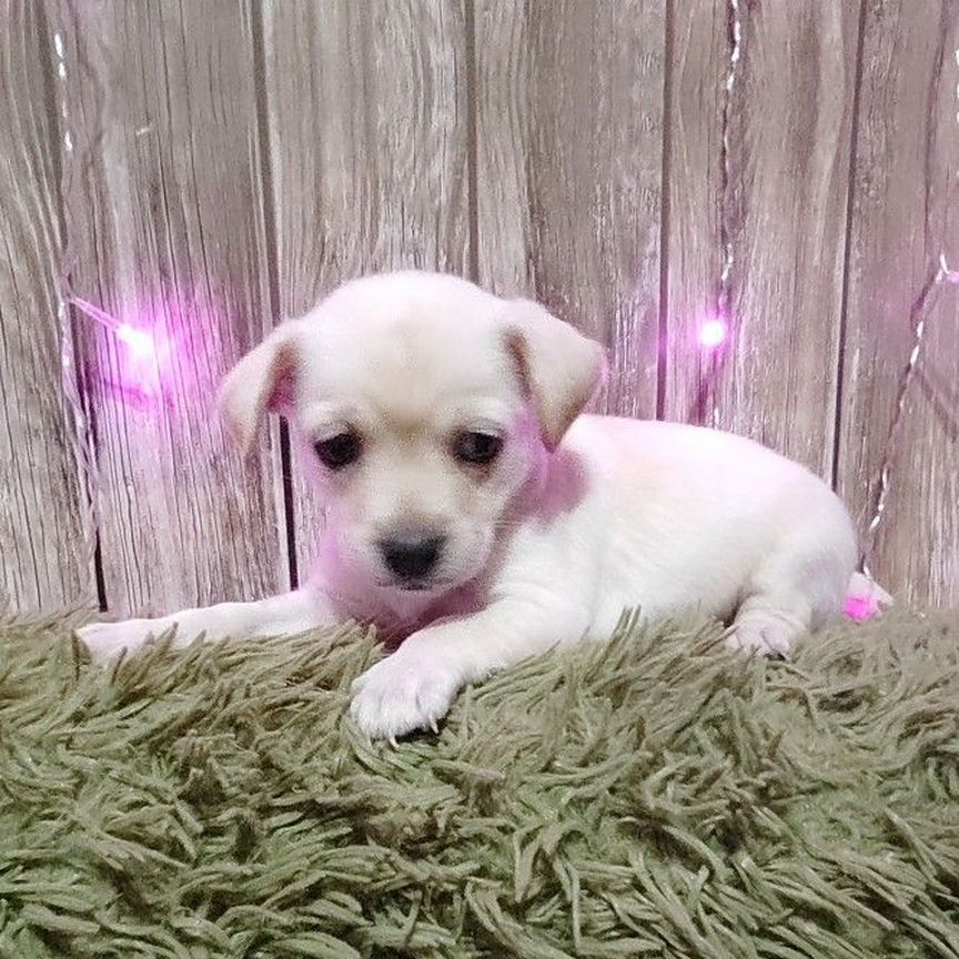 Карликовые пинчерята