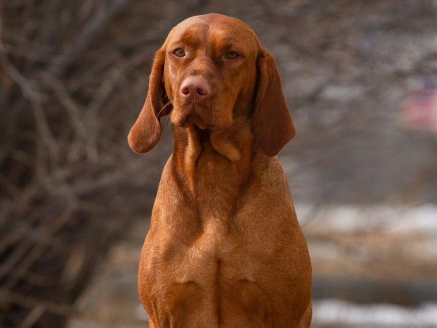 Щенки венгерской выжлы