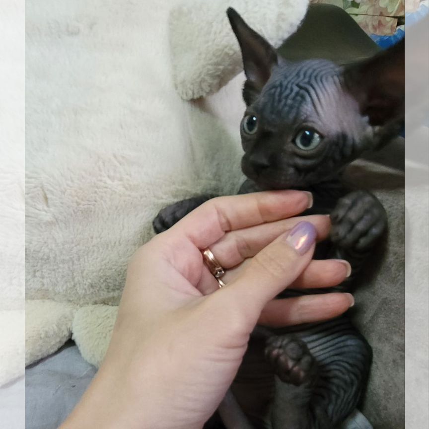 Канадский сфинкс котёнок