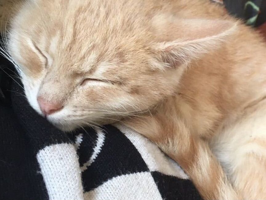 Кошка в дар бесплатно